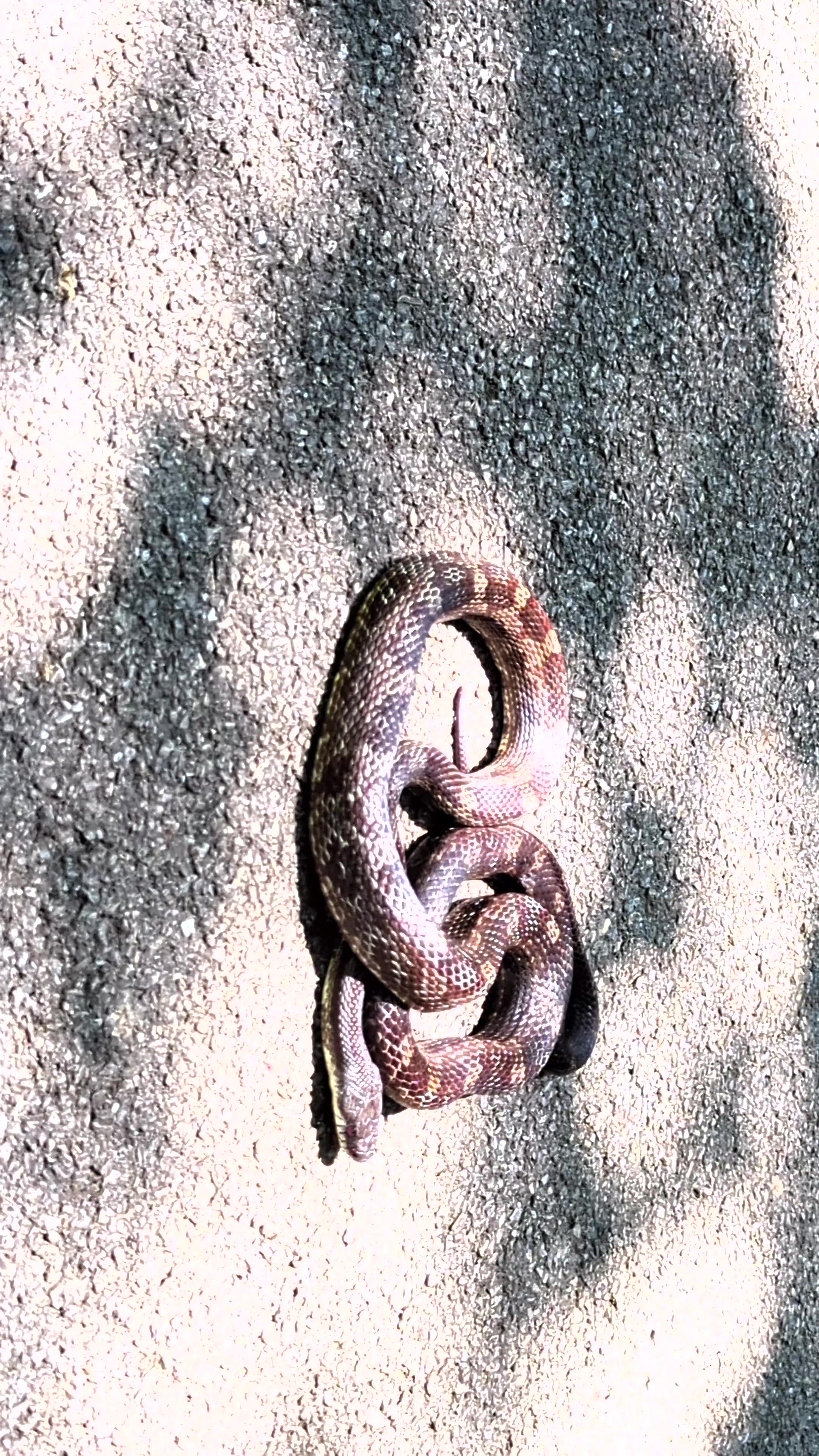 Snake Nearly Met Its End