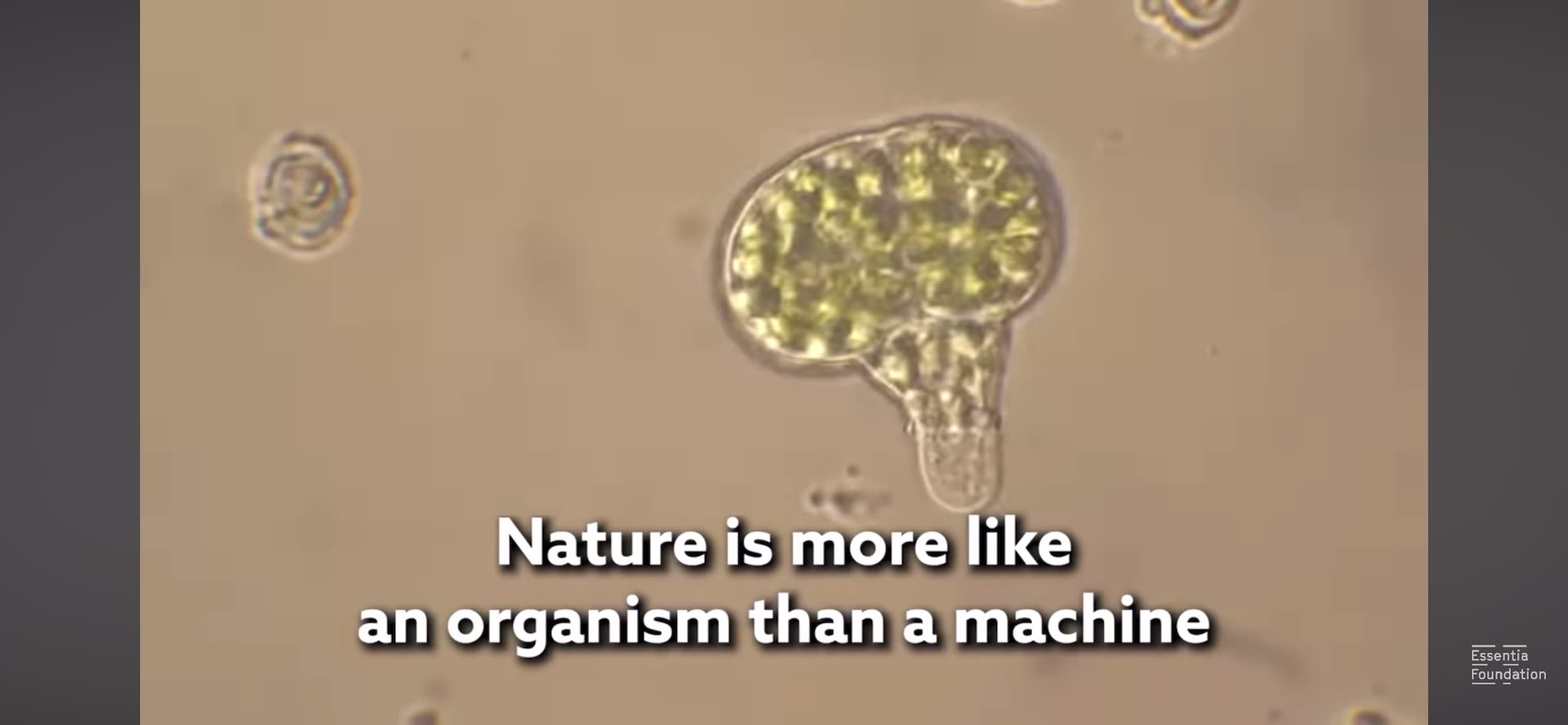 From physics point of view - nature is alive not a machine