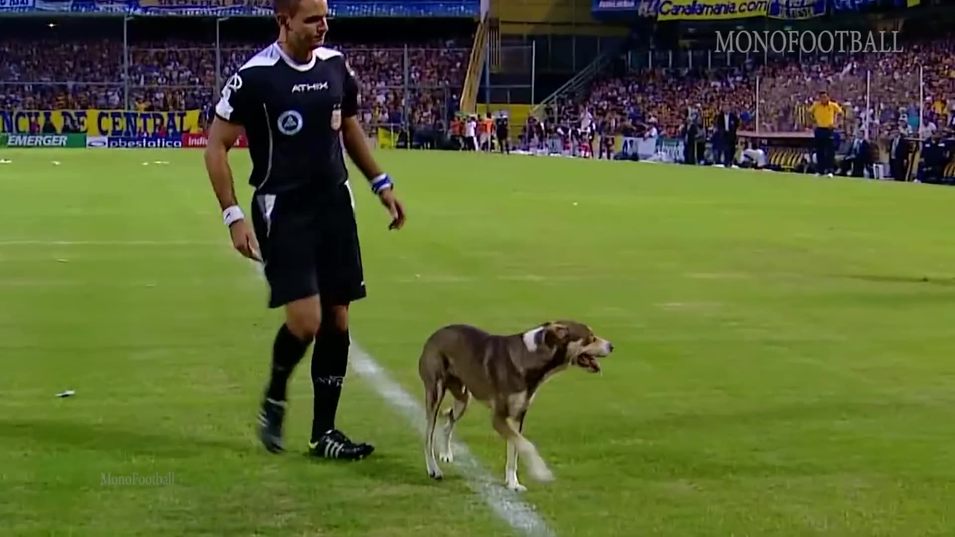 Animals On The Soccer Pitch