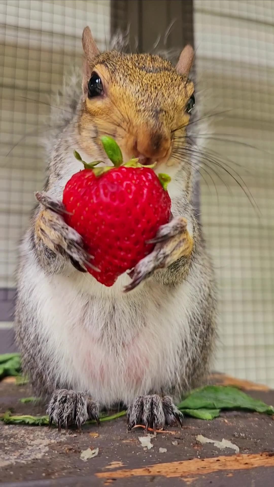 Eastern Gray Squirrel Eats a Strawberry