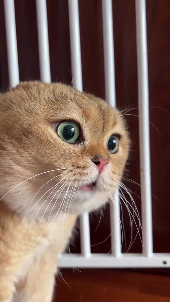 The Bizarre Behaviors of Cats Laugh till you cry! What's going on in ...