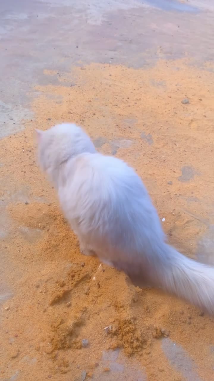The cat is digging in the sand