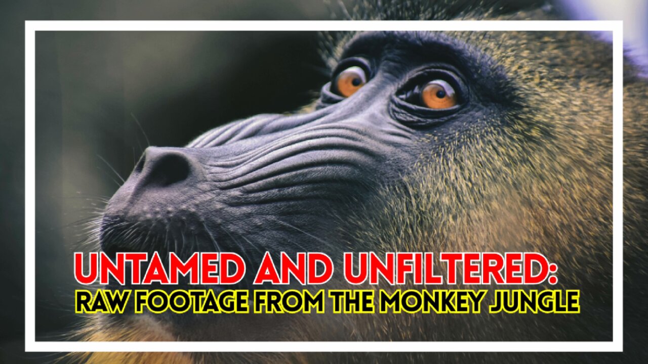 Untamed and Unfiltered: Raw Footage from the Monkey Jungle