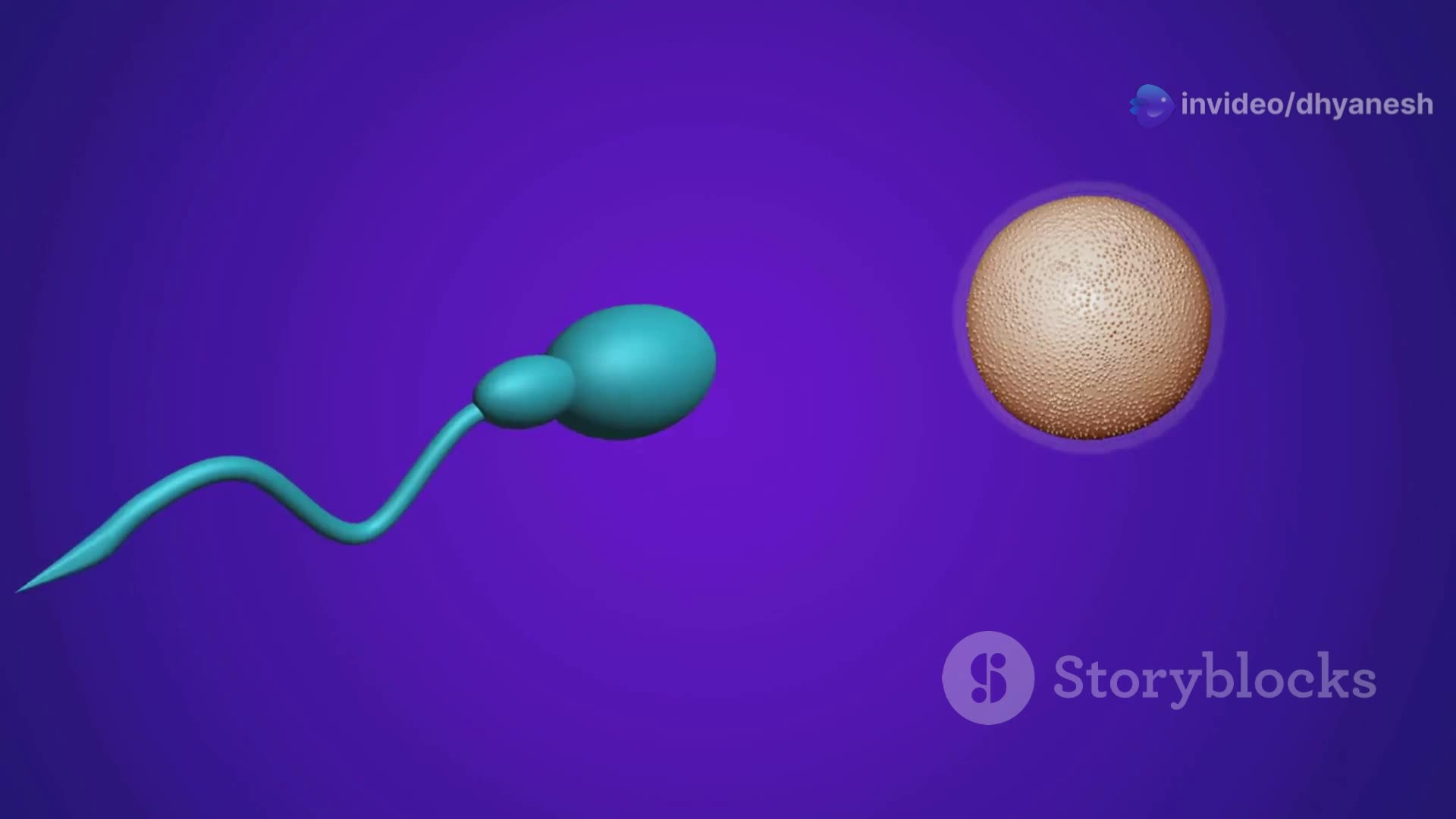 How human life formed