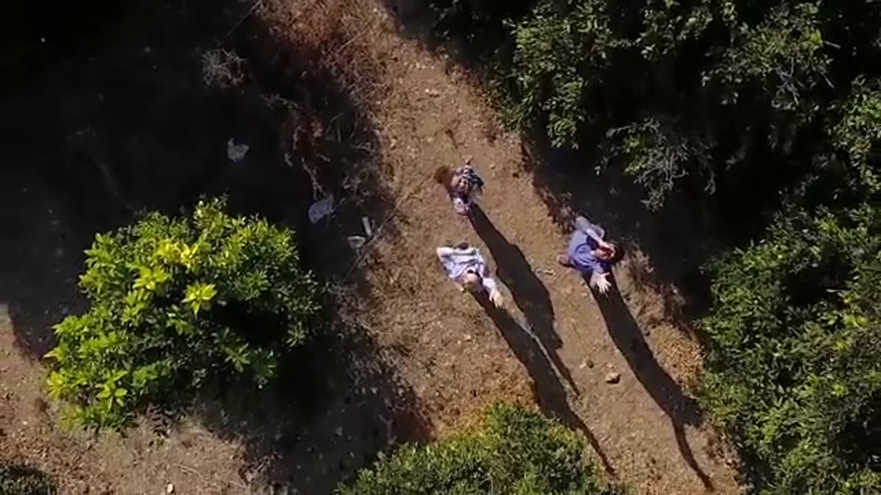 Trees for Kids | Learn all about trees in this fun educational video ...