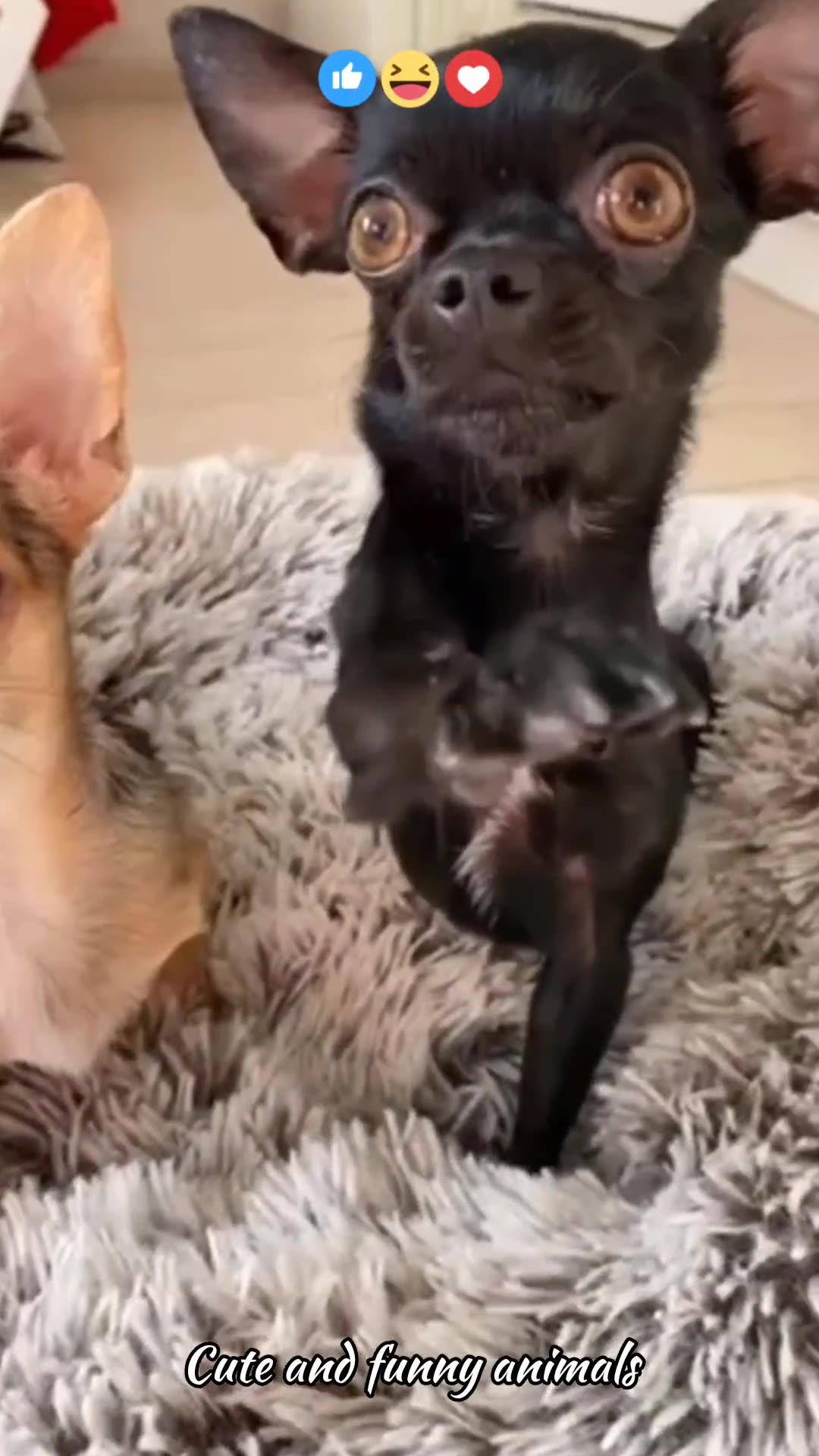 Too Fluffy to Fit! Hilarious Cat Struggles 🎭🐾