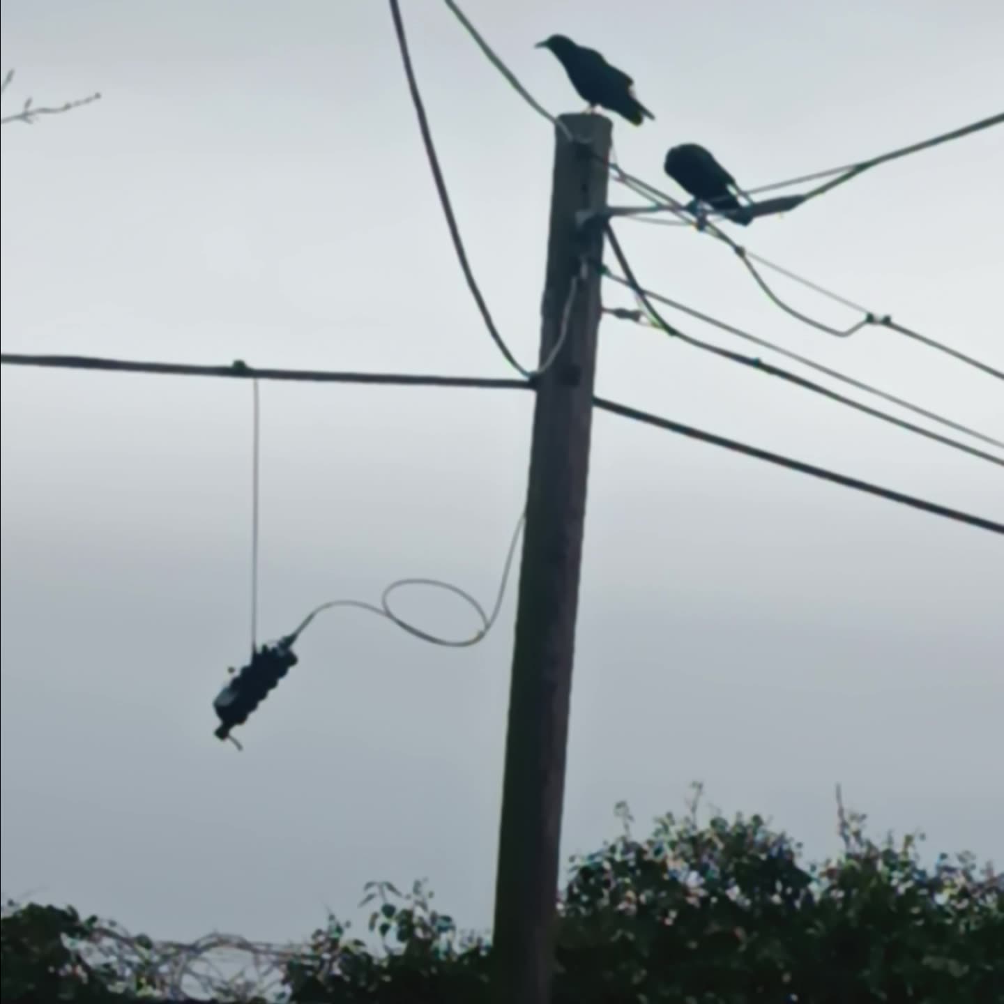 Crows on the wire