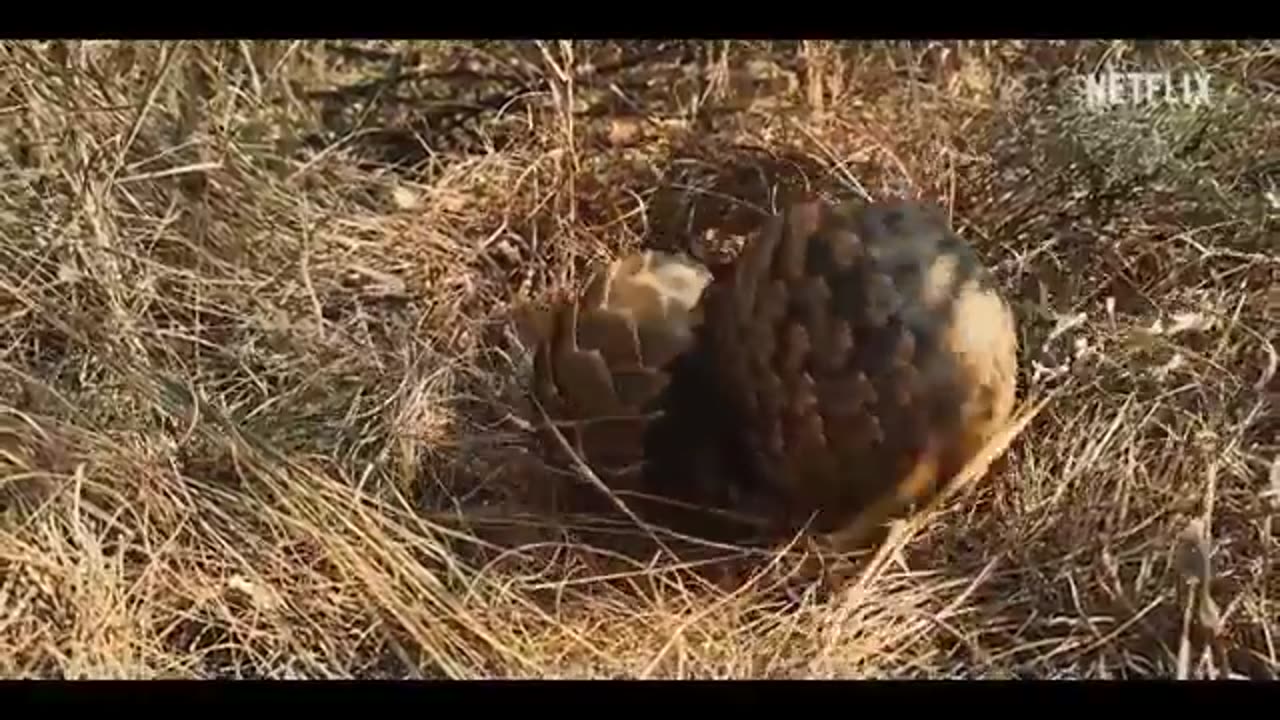 Pangolin Kulus Journey Official Trailer Netflix_