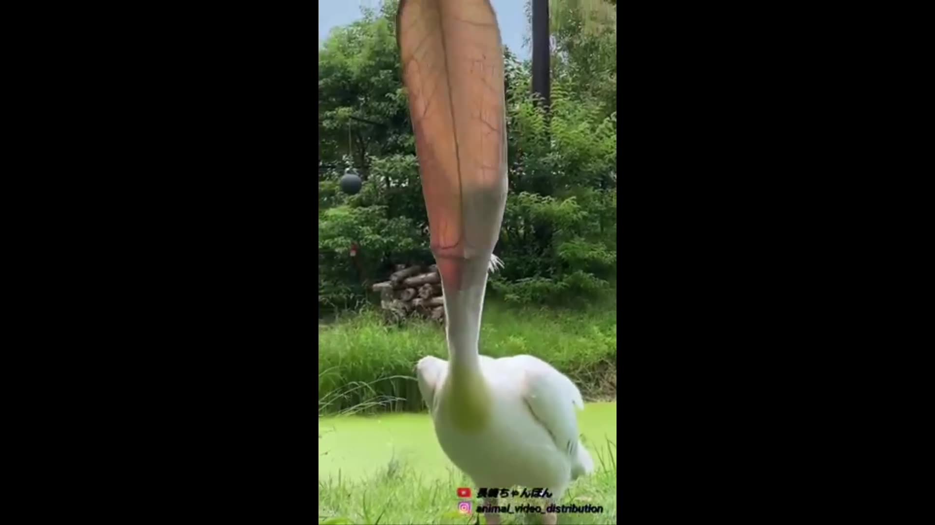 Bet you never saw how a Pelican cools down. Interesting huh! Read below