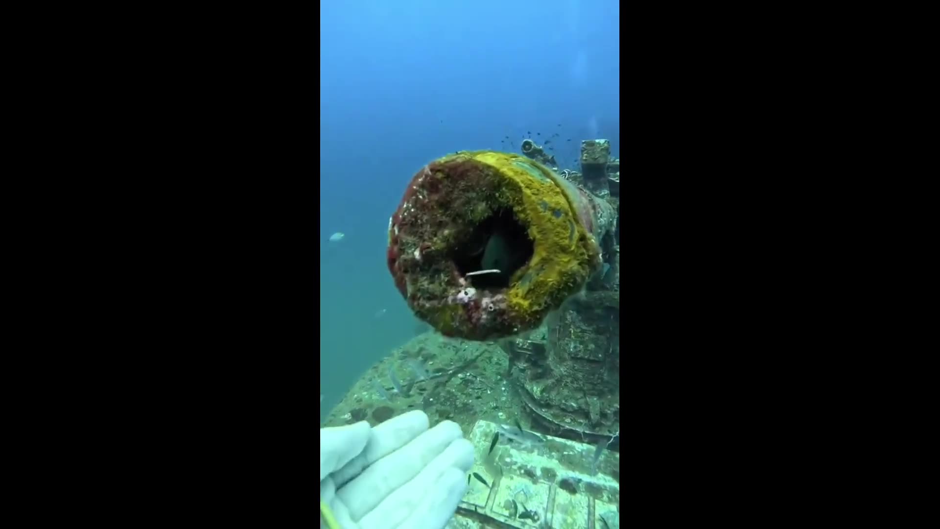 Have you ever seen someone play with a fish like this? Go fetch!