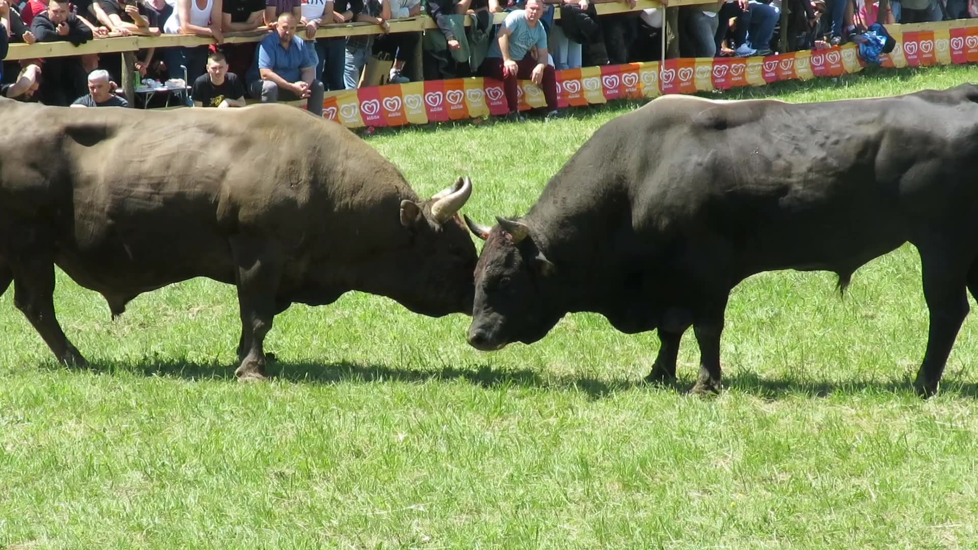 Plamen od Kozarca vs Jelenko od Petrušić-Bagušić