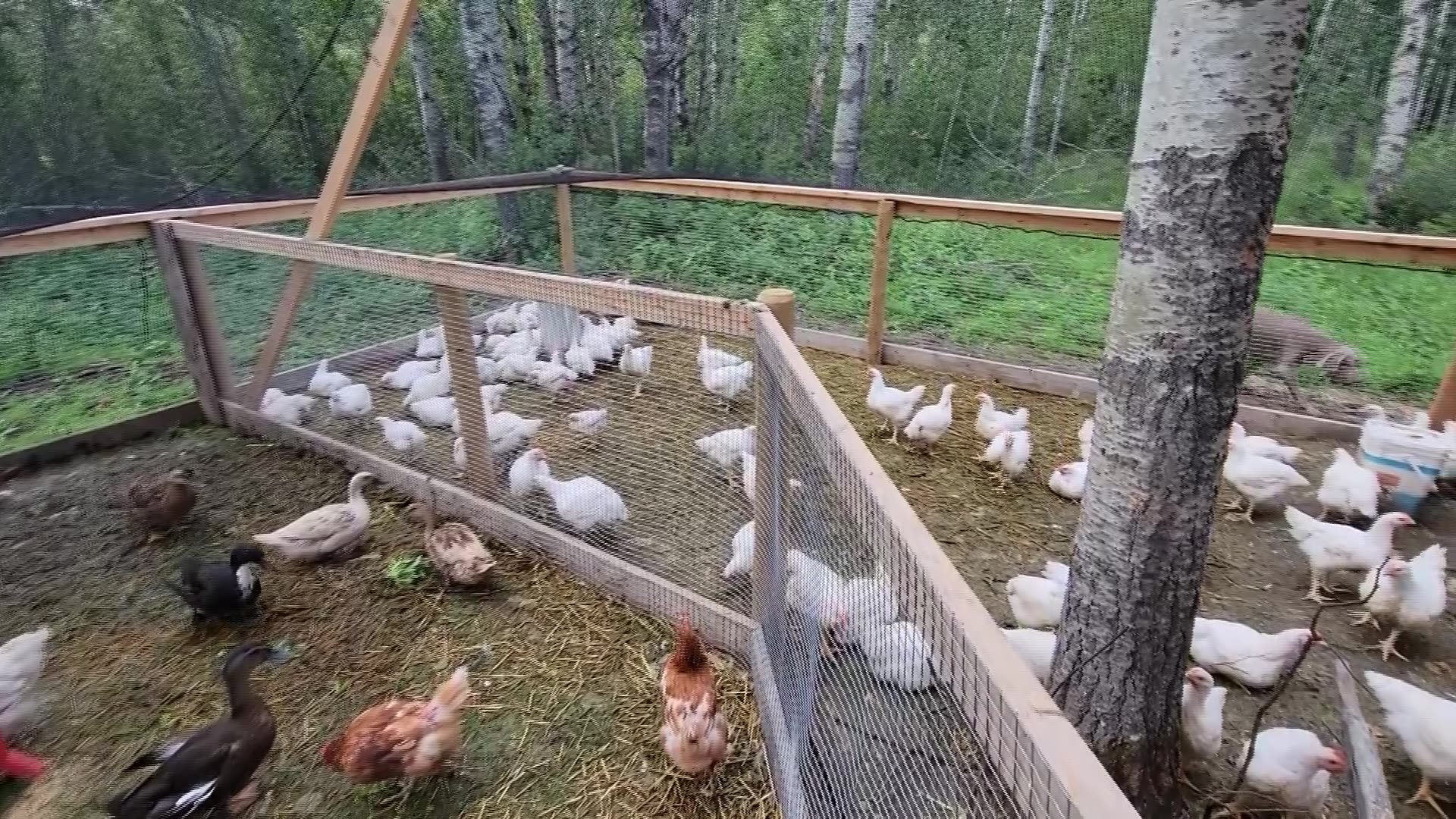 Trapping Inc Season 9 EP 2 Logging, chickens and fisher