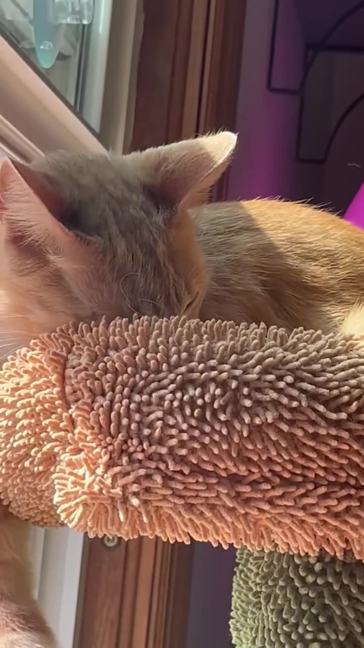 😼 Claw & Order: Special Baddies Unit!