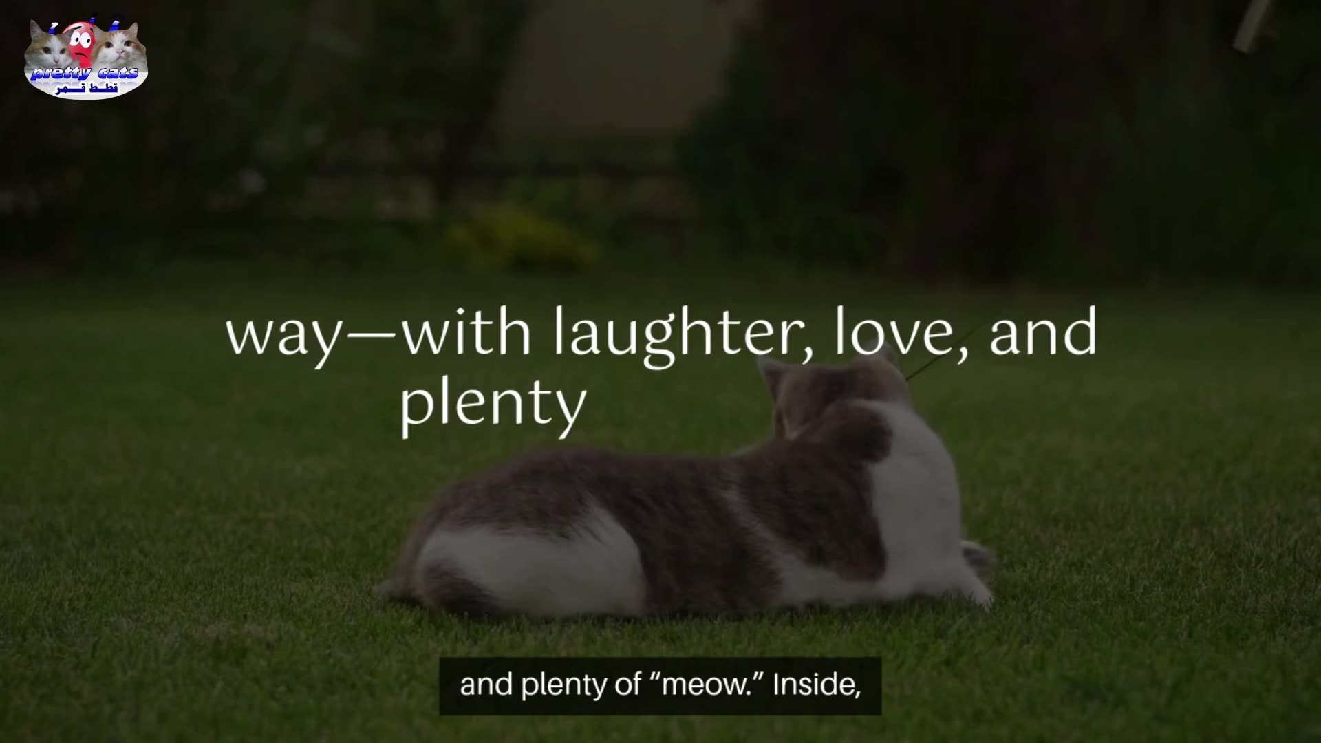 The Ultimate Funny Guide to Raising Cats – Written in Meow! 🐾😂