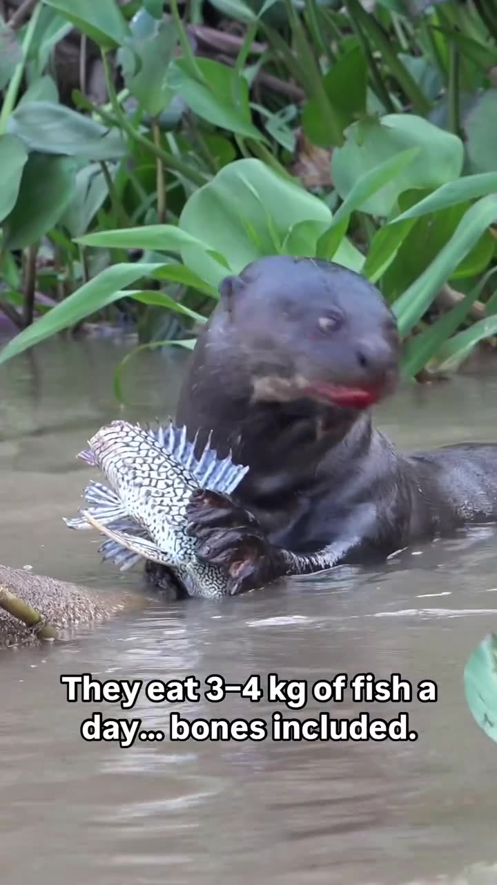 MEET THE APEX FISH-CRUSHER OF SOUTH AMERICA THE GIANT RIVER OTTER