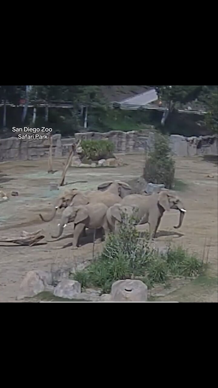 ELEPHANTS🆘🌲🐘FORM ALERT CIRCLE🌳🐘🪨🐘🌲PROTECTION DURING EARTHQUAKE🌲🐘🪨🌳💫