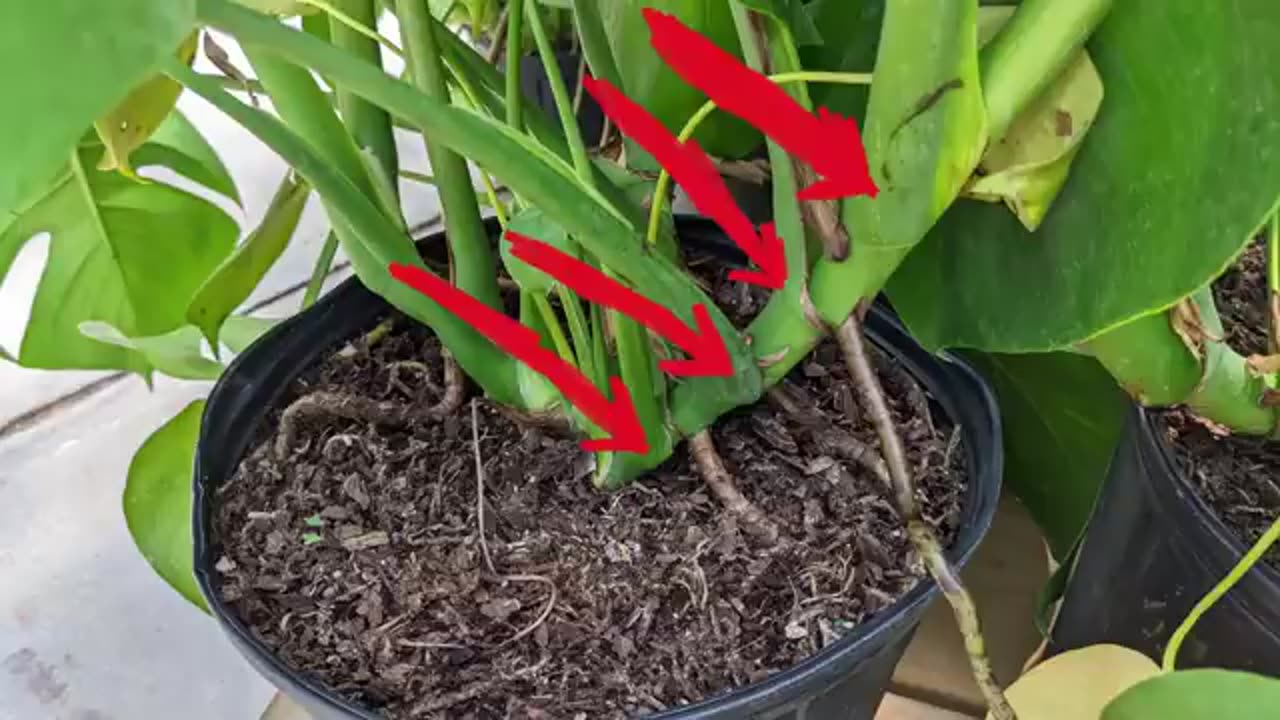 How to configure your Monstera for optimal performance