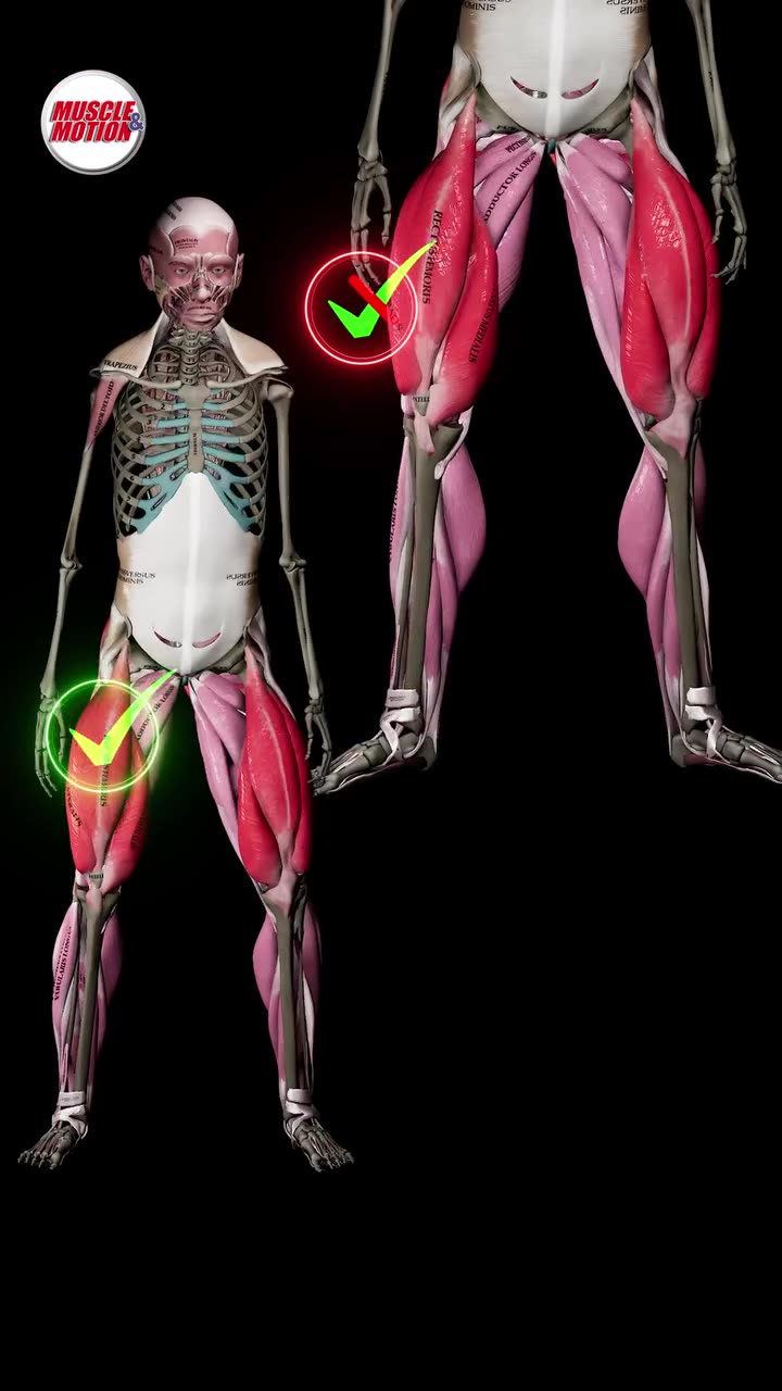 Perfect Squat: Master Your Form with This Step-by-Step Animation