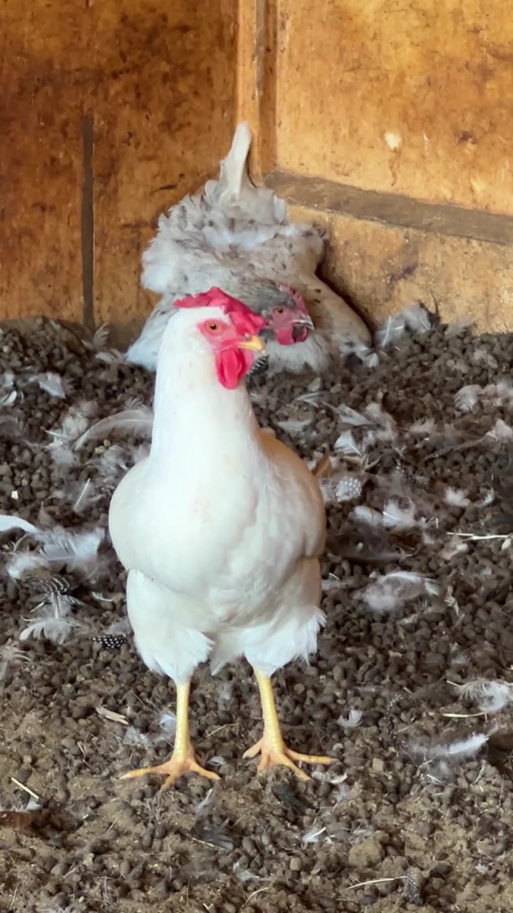 White Leghorn and Splash Orpington