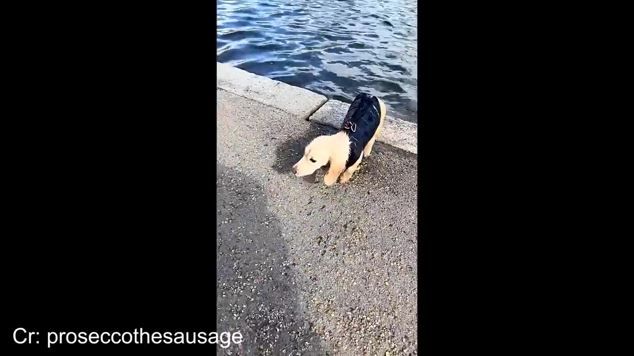 Over Dramatic Animals Who Deserve An Oscar 😂 Funniest Animal Videos 2025