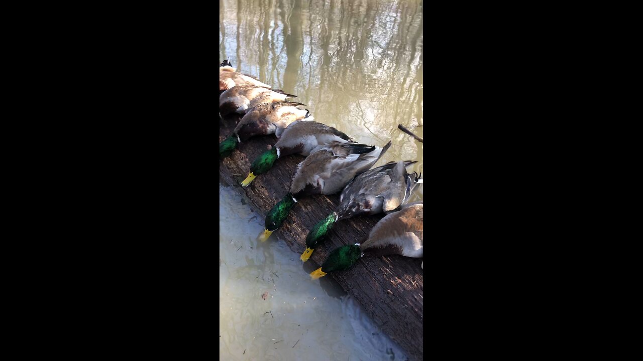 Mallards!