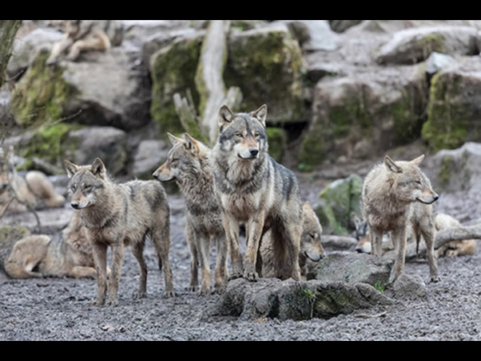 What Beautiful Music They Make: a piece with howling wolves