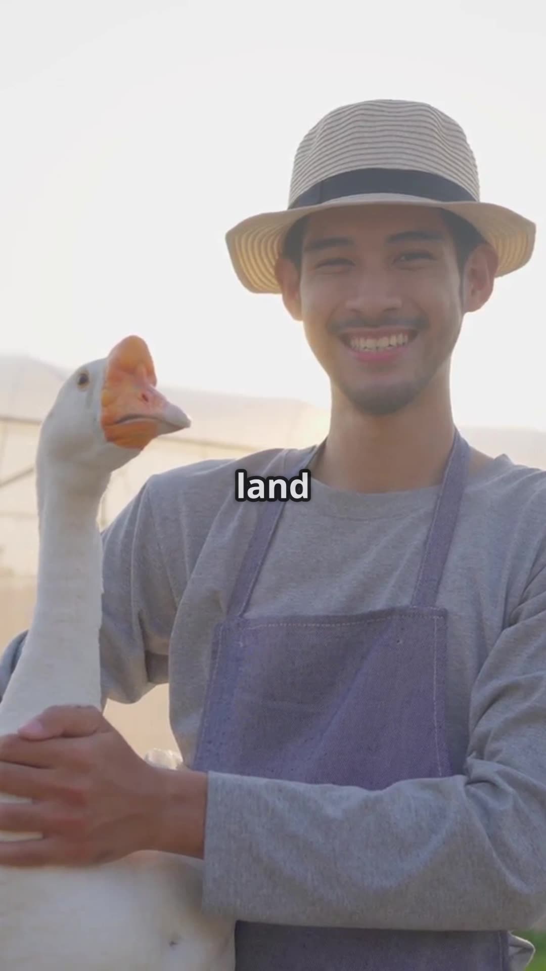 Why Farm Geese Are Better Than Guard Dogs at Protecting Chickens?