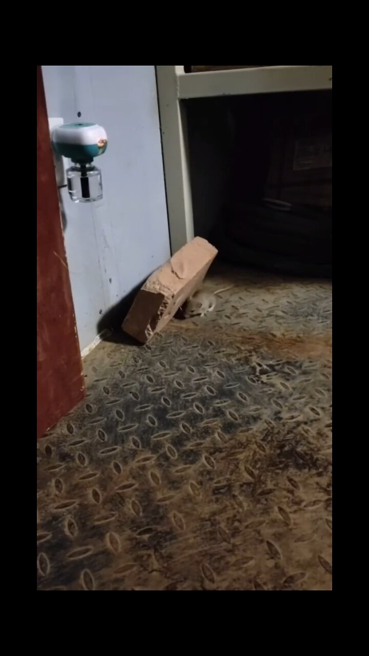 Simple but effective mouse trap - funny mouse trap