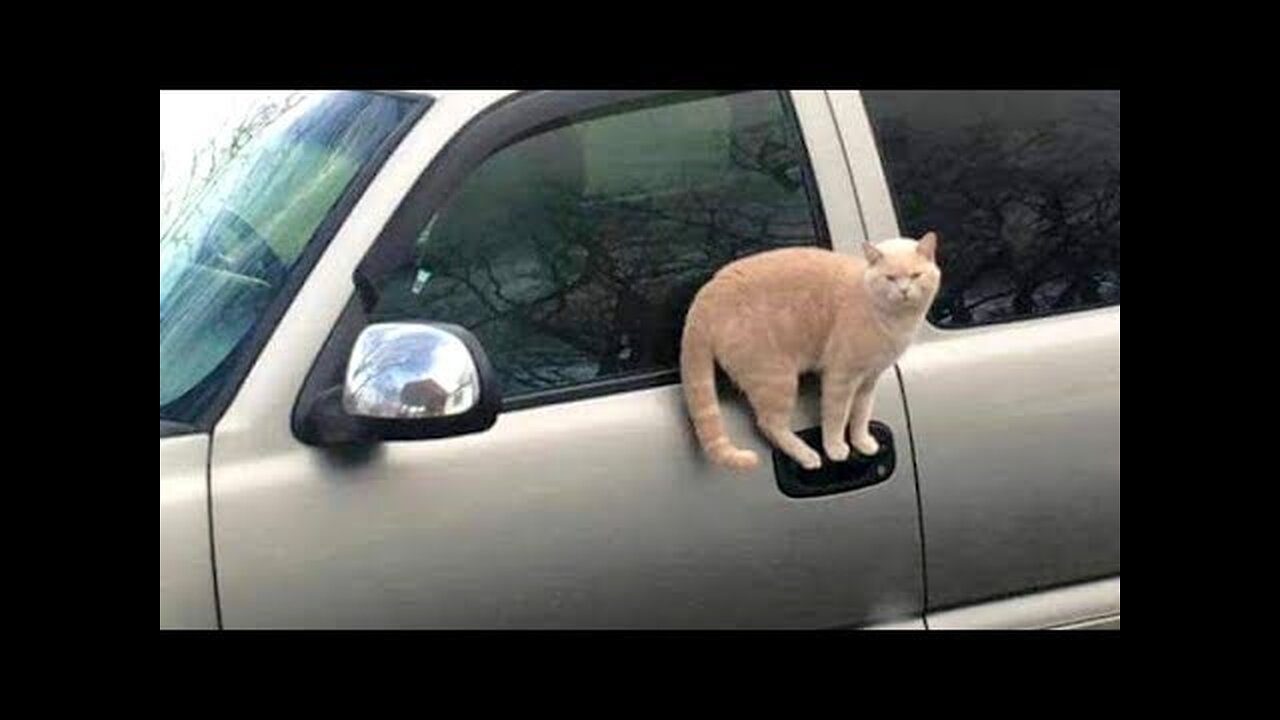 CATS make us LAUGH ALL THE TIME! - Ultra FUNNY CAT videos