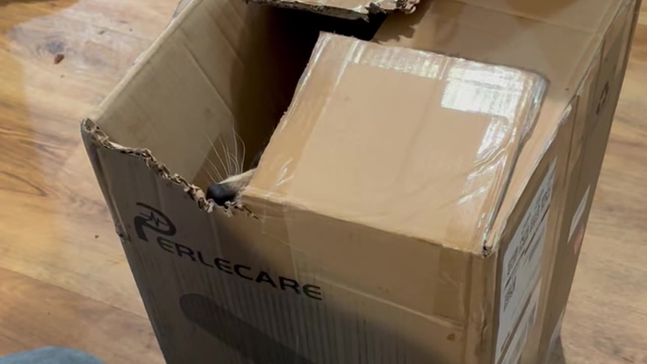 Kevin the Raccoon Loves Kisses