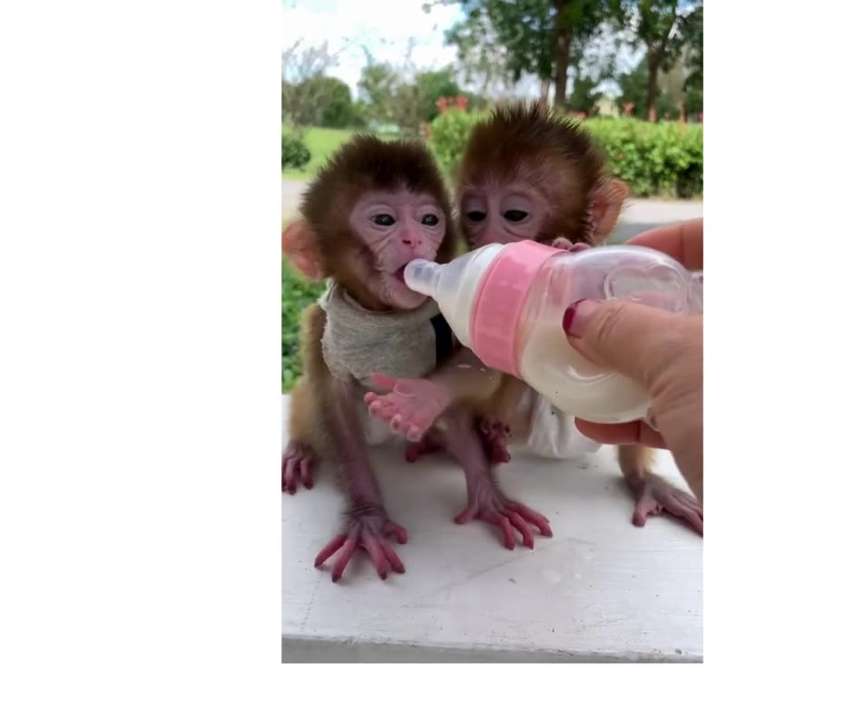 "Double the Cuteness! 🐒🥛 Two Baby Monkeys Share a Heartwarming Milk Feast!"
