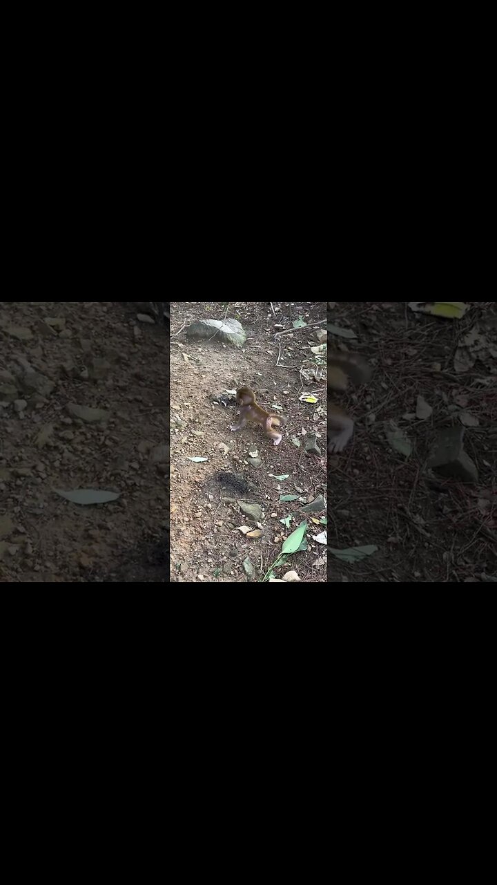 Baby monkey panic when losing mother