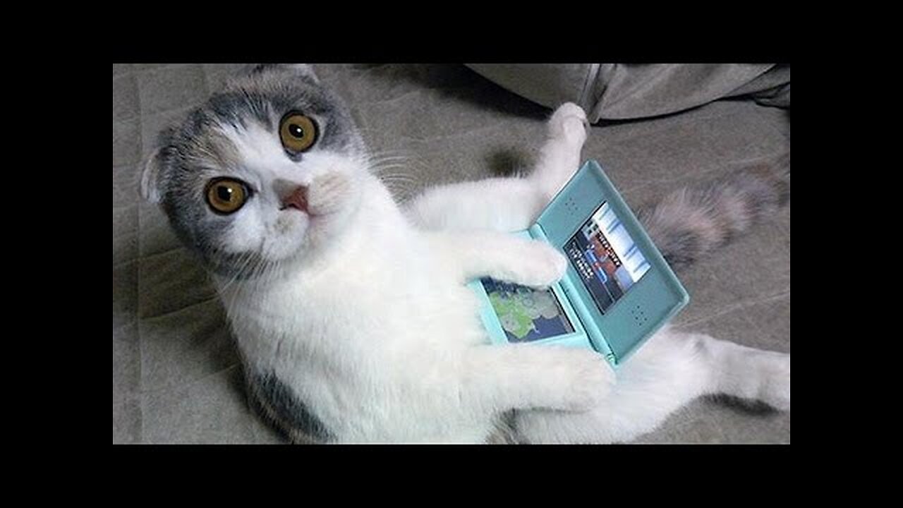 Cats are just the funniest pets ever - Funny cat compilation