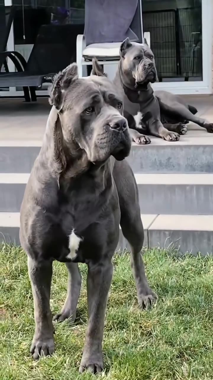 Two Massive Italian Cane Corsos Standing Guard! 🐕‍🦺🐕‍🦺 Doi Cane Corso ...