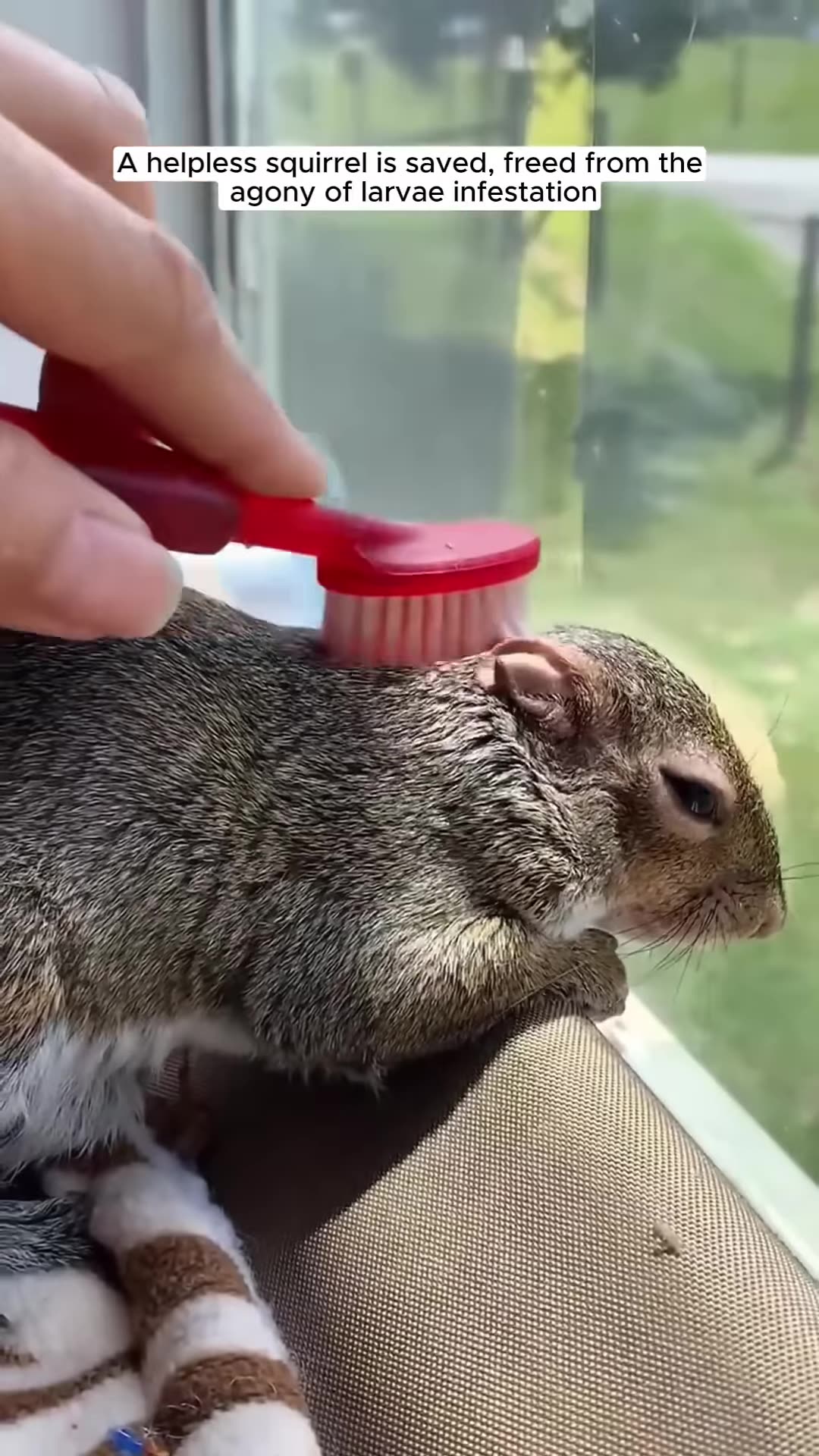 A helpless squirrel is saved_ freed from the agony of larvae infestation