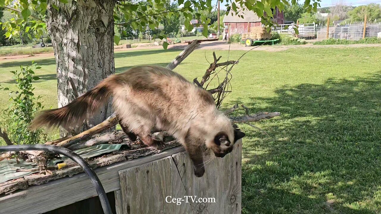 Graham Family Farm: 9:00 AM May 12 2025