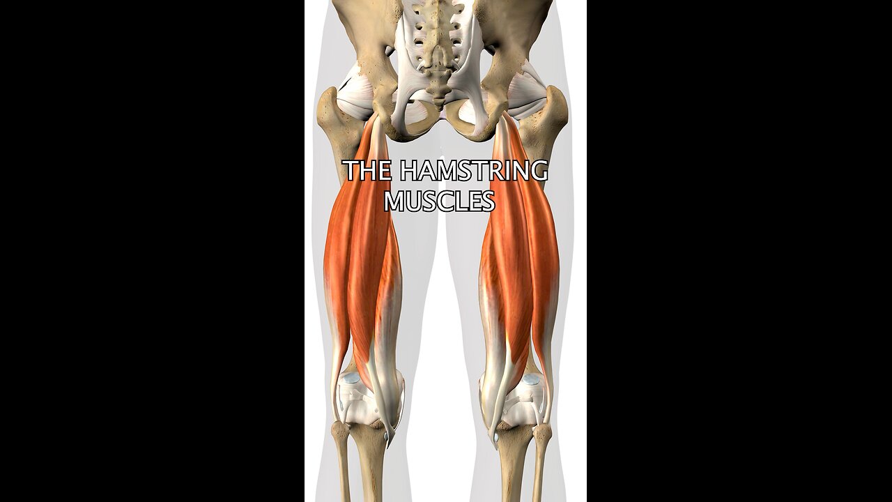 HAMSTRINGS MUSCLE | 3D Animation | Medical | Human Muscle
