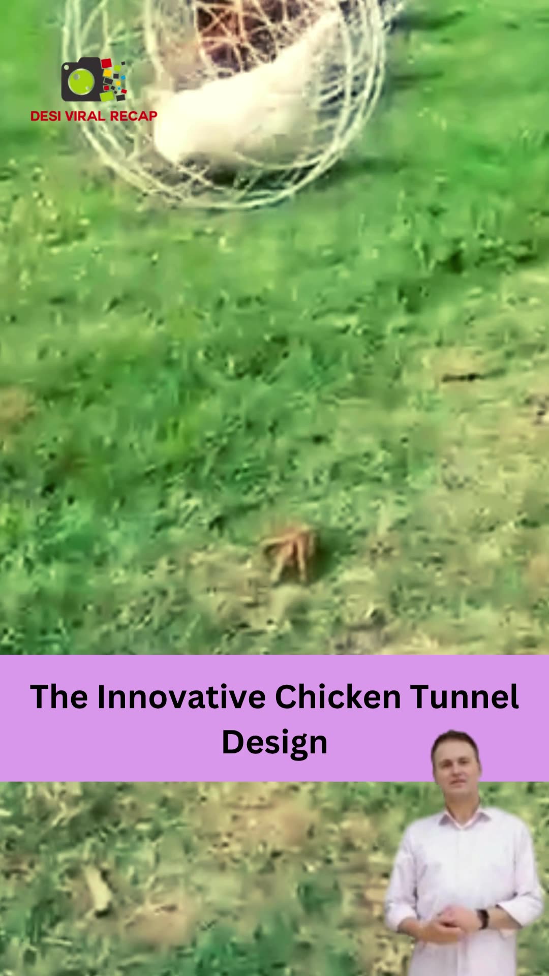 The Innovative Chicken Tunnel Design 😲😆