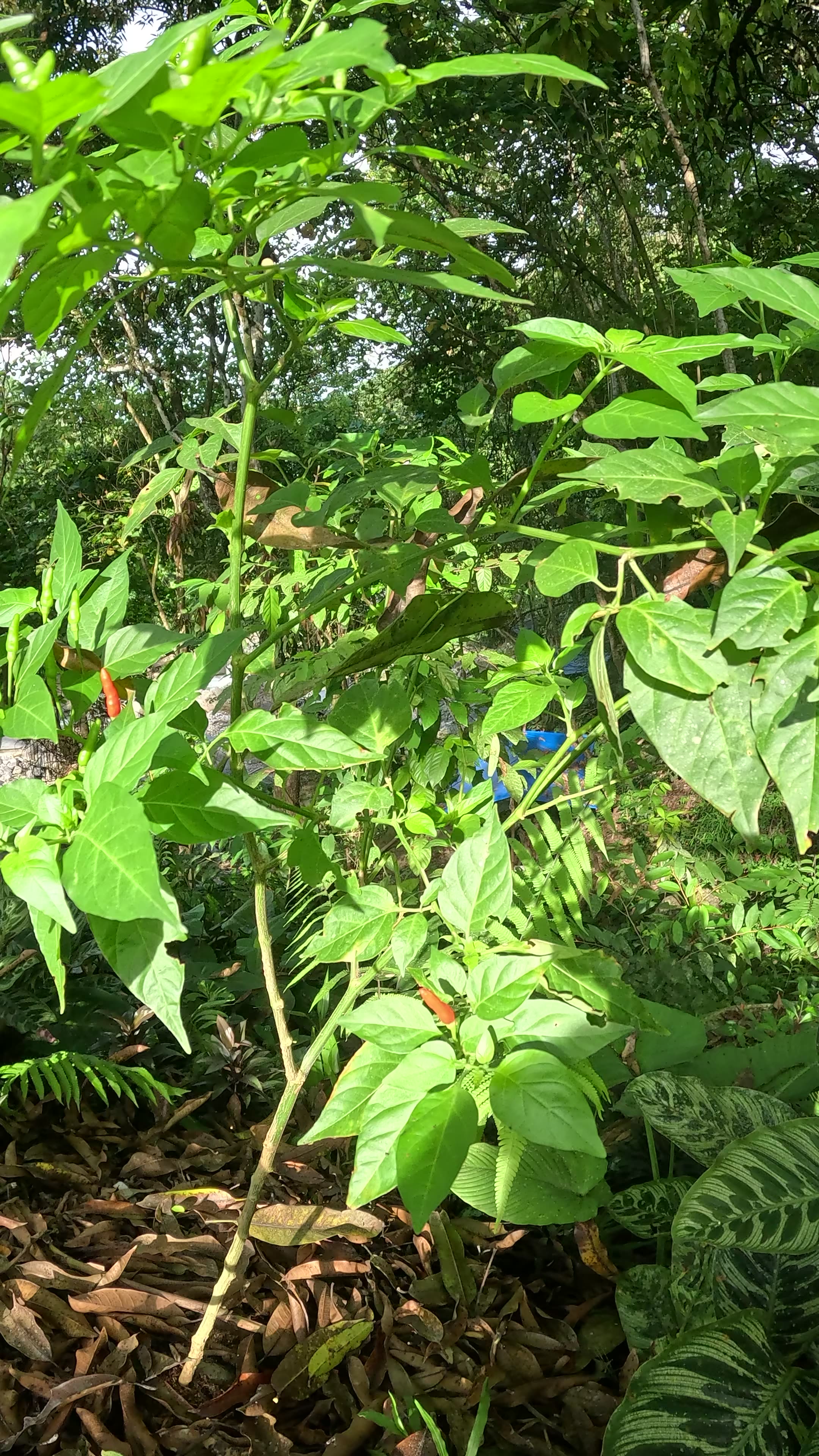 Expat in the Philippines | Siling Labuyo 🌶️ | Hottest Chili in the ...