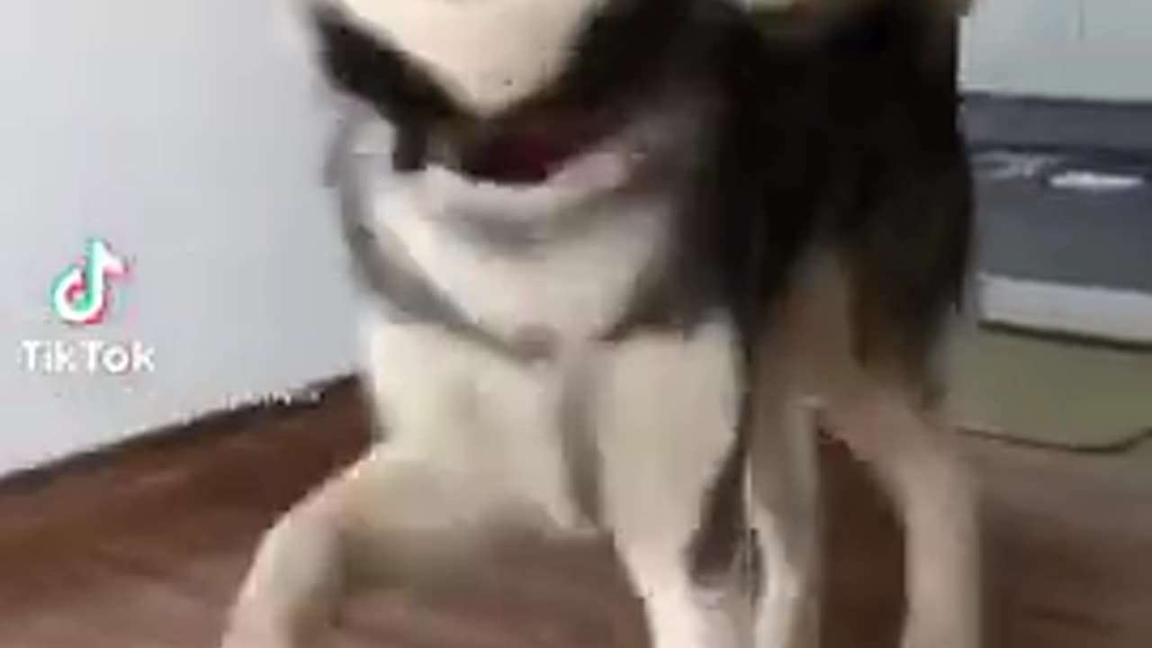 Funny Dogs of Tik Tok | Dancing Husky 😂