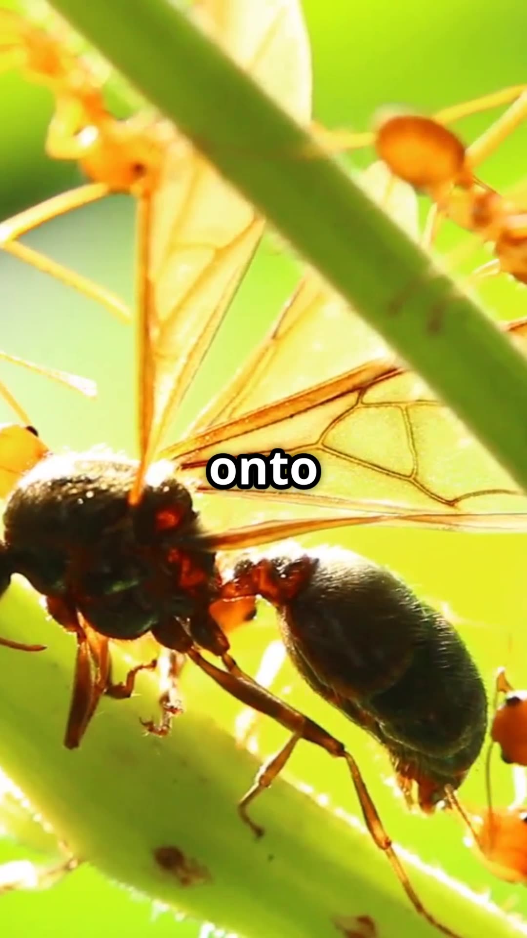 🧠🐜 The Zombie Ant Fungus – Nature’s Real Life Mind Control! 🍄🧟