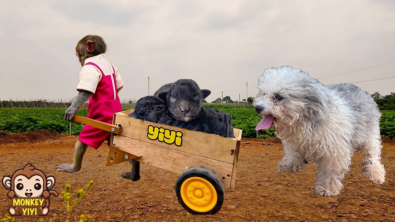 Monkey YiYi takes baby dog and mom dog to grandpa to ask for care