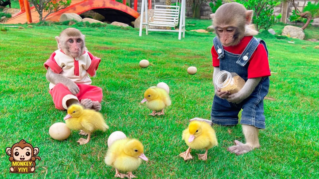 How YiYi and YinYin love and care for the ducklings