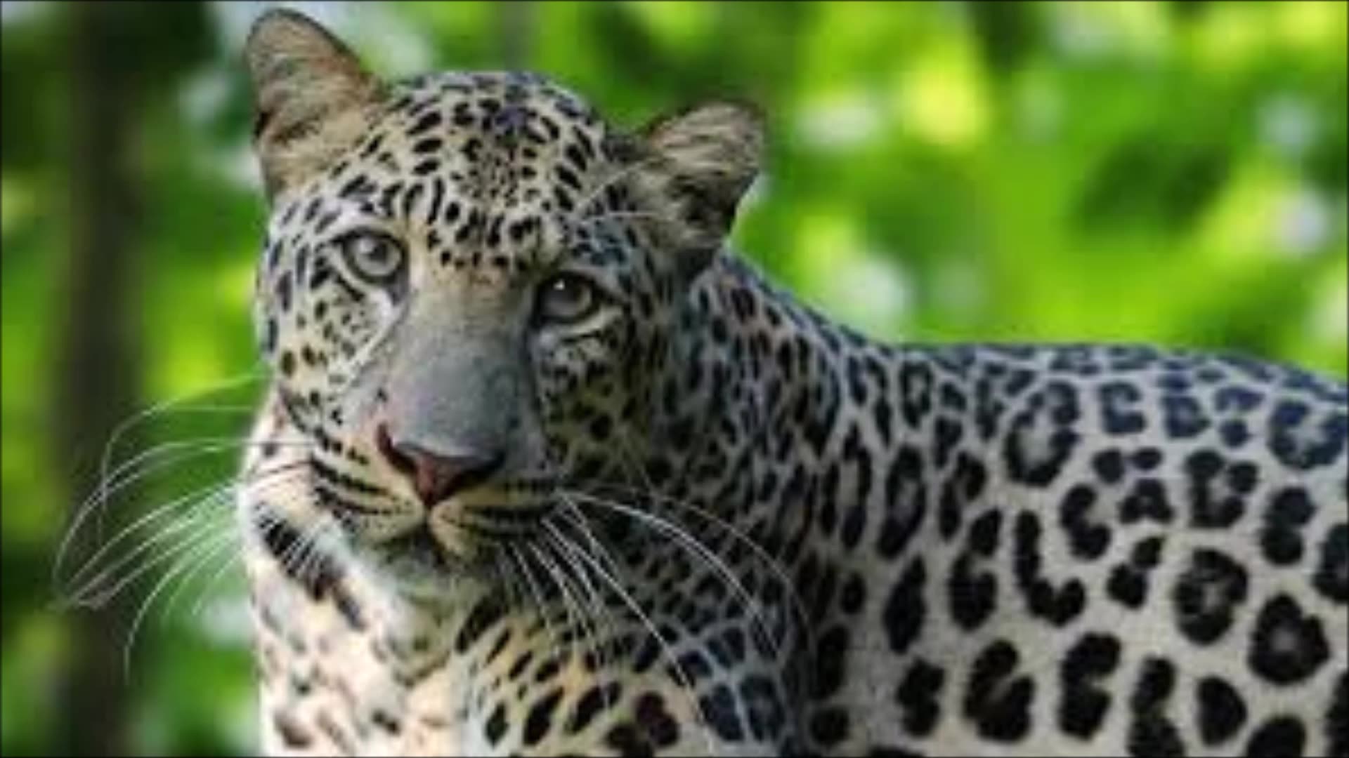 Dr Leonard Leopard explains The Leopard's Spots Pt 13 of 63