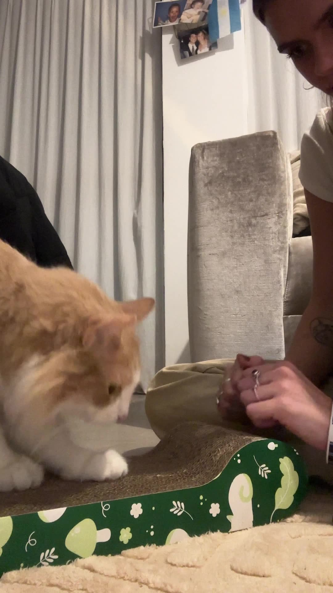 Cat Learns To Scratch By Copying Owner