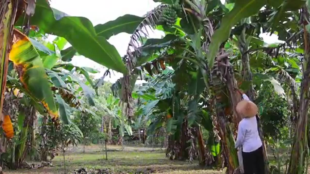 Traditional way of fish fermentation I Ginamos, Tinabal, Burong Hipon ...
