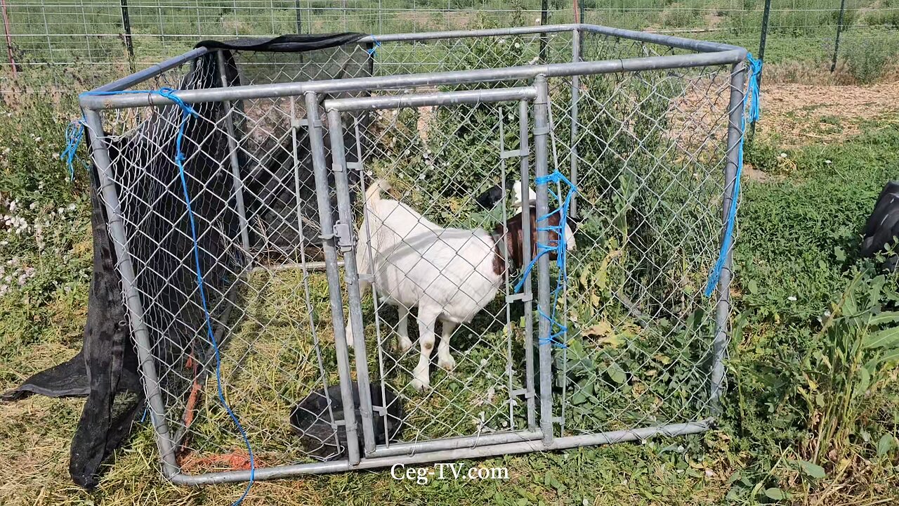 Graham Family Farm: 9:40 AM June 12 2025