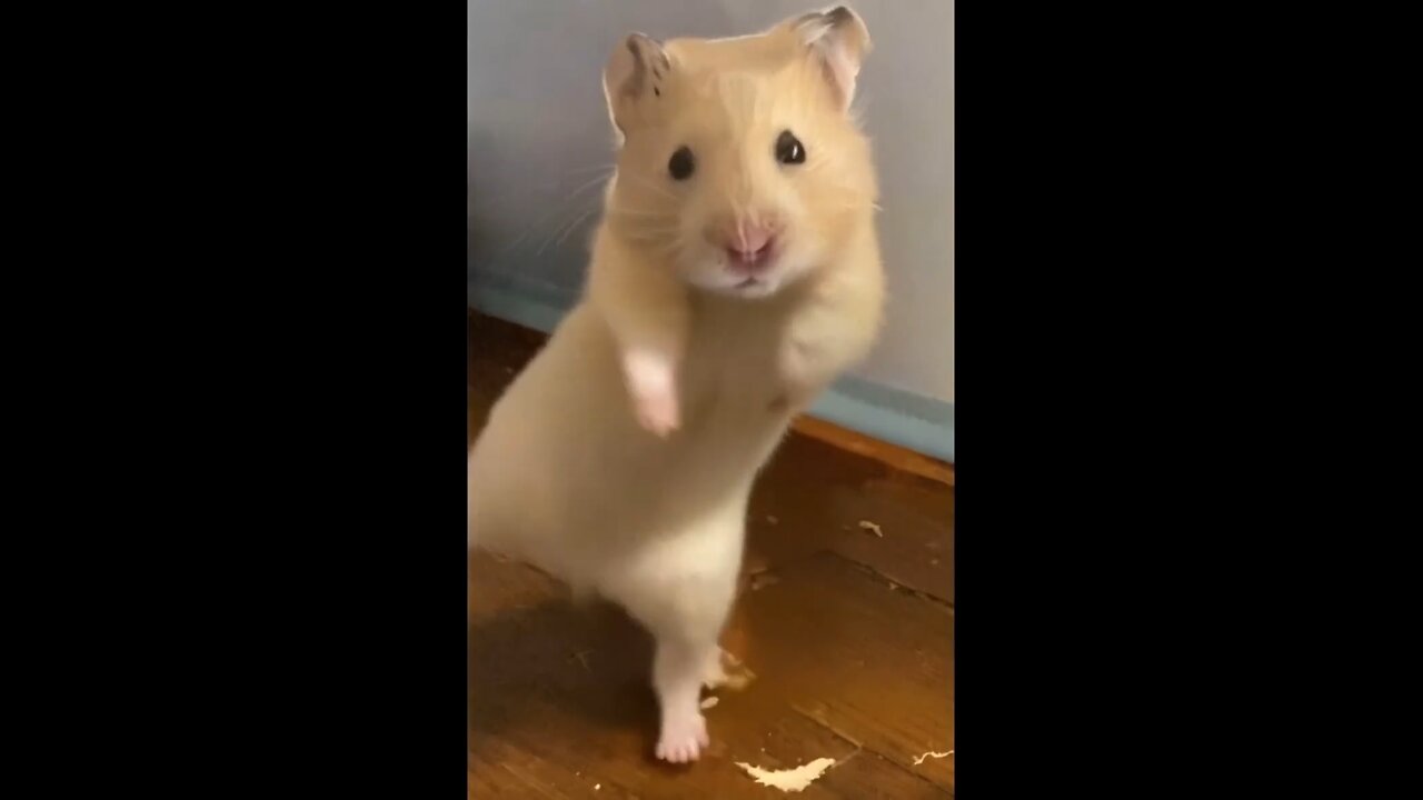 "Epic Mouse Dance Moves That'll Make Your Day!"