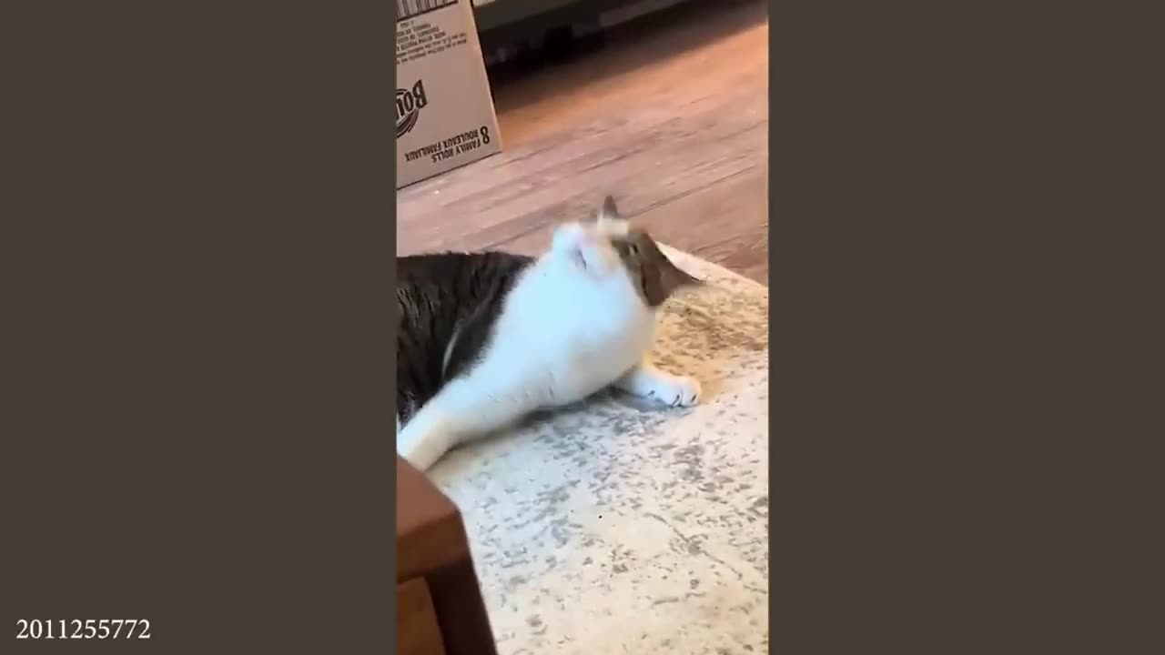 These Cats Are Way Too Silly | Funniest Cat Compilation