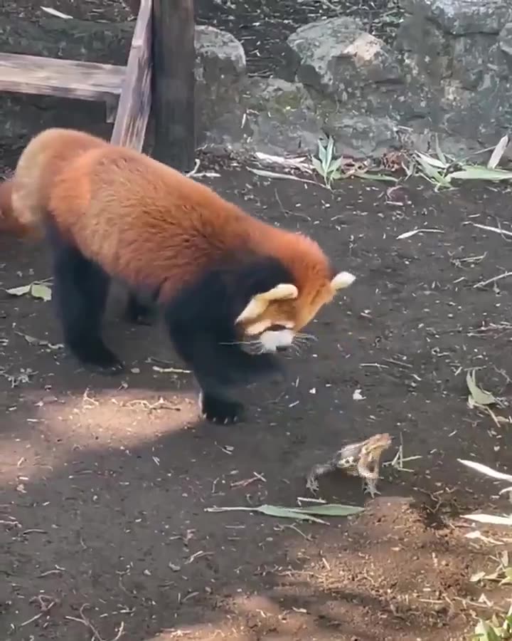 Red Panda fascinated by a passing frog